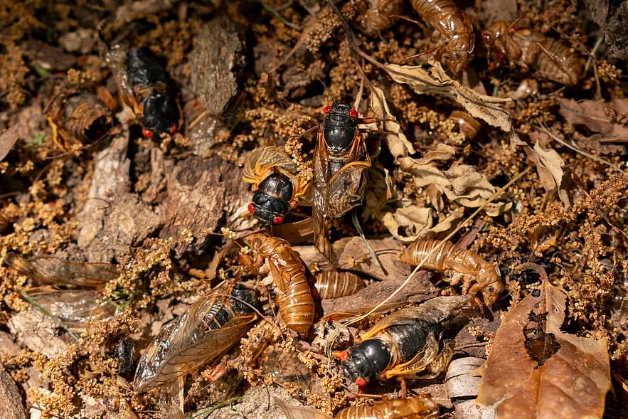 Cicadas 2024 Map: Everything About The Rare Double Emergence Of Broods ...